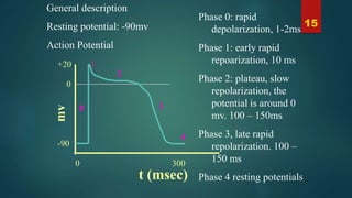 Cardiovascular physiology | PPT