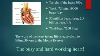 Cardiovascular physiology | PPT