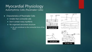 Cardiovascular physiology | PPT