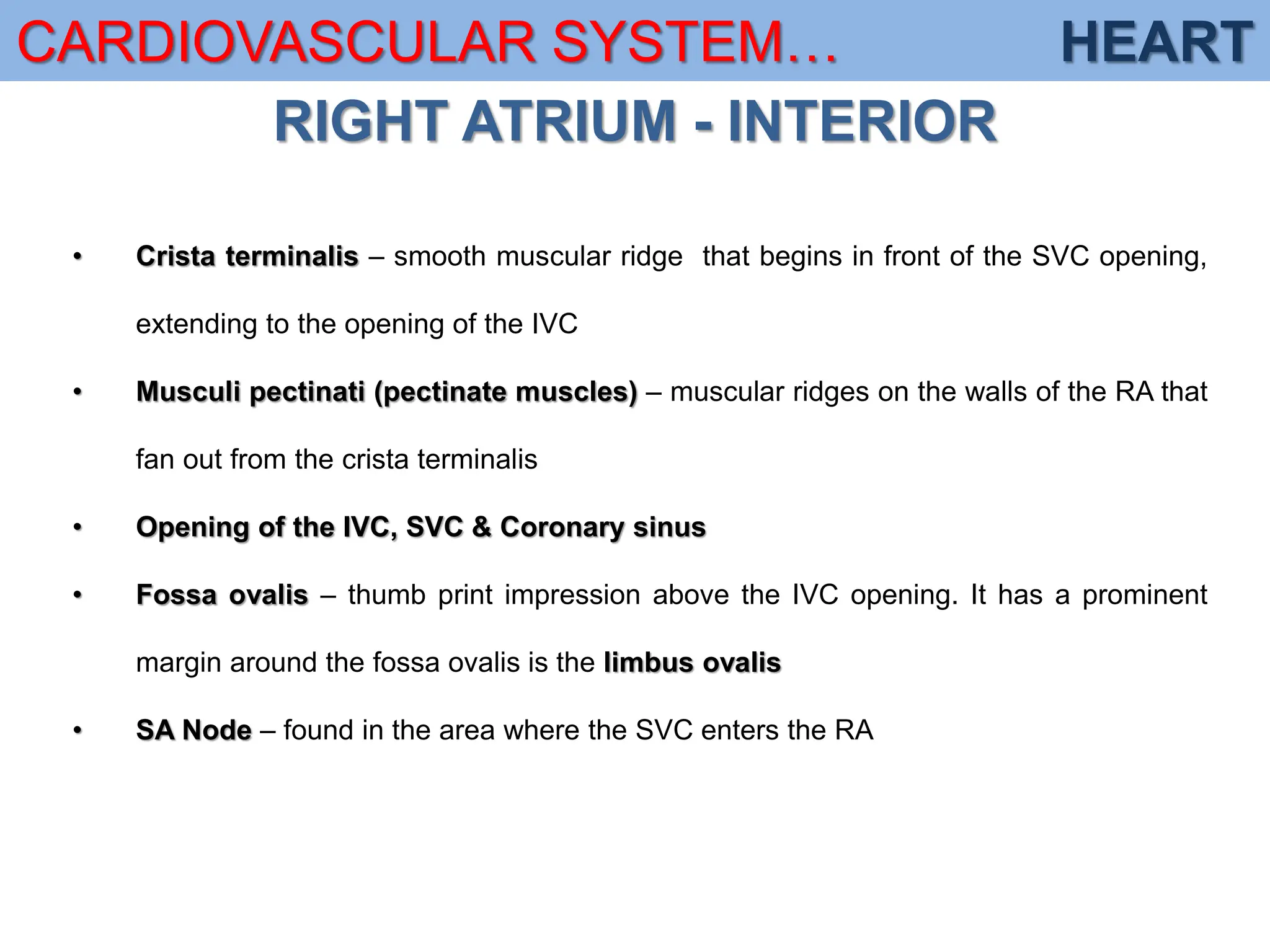 Cardiovascular anatomy, nerves and other structures | PDF