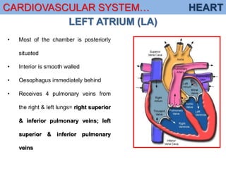 Cardiovascular anatomy, nerves and other structures | PPT