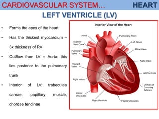 Cardiovascular anatomy, nerves and other structures | PDF