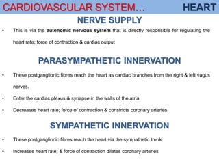 Cardiovascular anatomy, nerves and other structures | PDF
