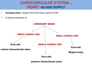 Cardiovascular anatomy, nerves and other structures | PDF
