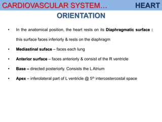 Cardiovascular anatomy, nerves and other structures | PDF | Heart and ...