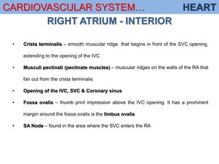Cardiovascular anatomy, nerves and other structures | PPT