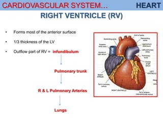 Cardiovascular anatomy, nerves and other structures | PPT