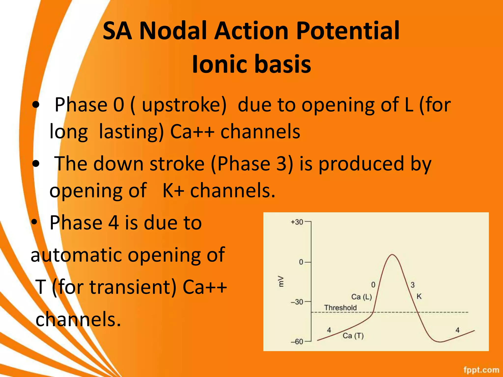 Cvs 2. Electrical properties of Cardiac Muscle | PPT