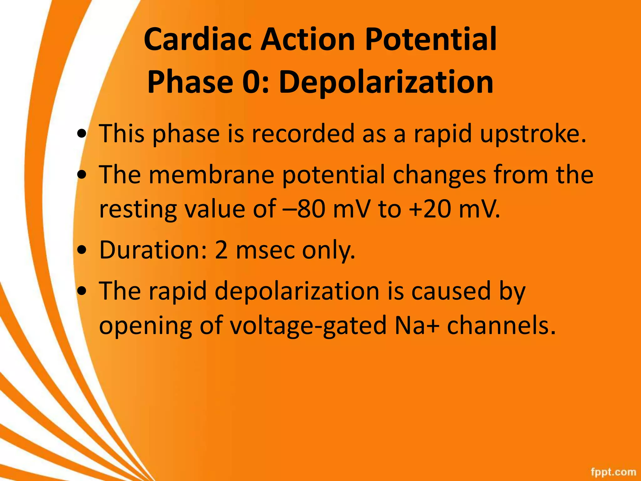 Cvs 2. Electrical properties of Cardiac Muscle | PPT