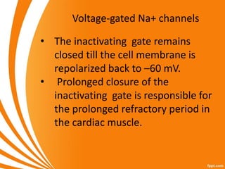 Cvs 2. Electrical properties of Cardiac Muscle | PPT