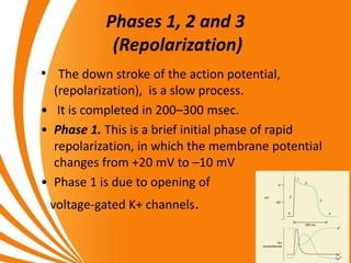 Cvs 2. Electrical properties of Cardiac Muscle | PPT