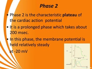 Cvs 2. Electrical properties of Cardiac Muscle | PPT
