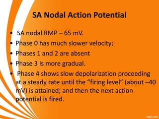 Cvs 2. Electrical properties of Cardiac Muscle | PPT