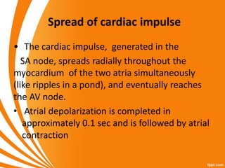 Cvs 2. Electrical properties of Cardiac Muscle | PPT