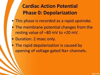 Cvs 2. Electrical properties of Cardiac Muscle | PPT