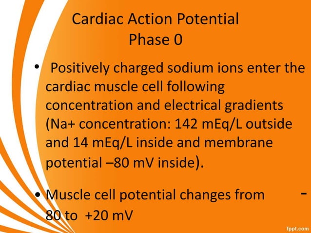 Cvs 2. Electrical properties of Cardiac Muscle | PPT