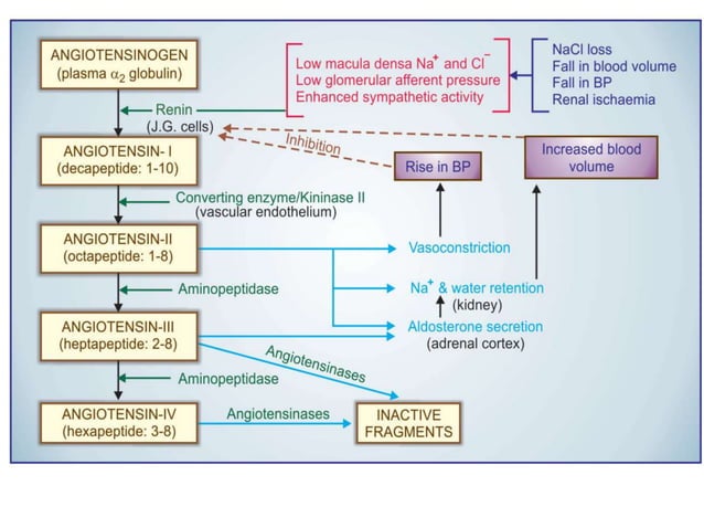 Cardiovascular system drugs | PPTX | Heart and Cardiovascular Diseases ...