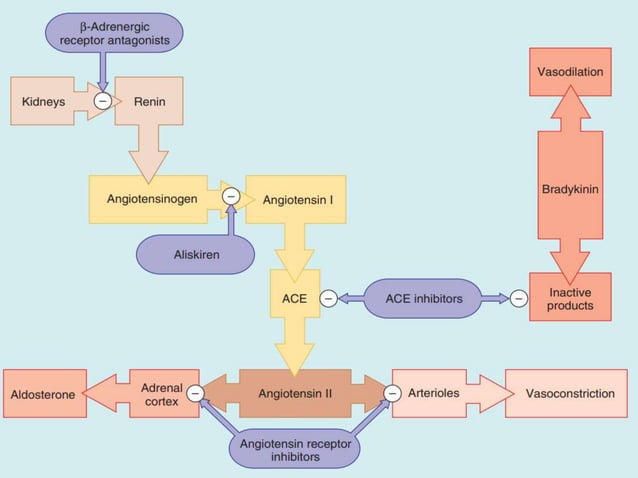 Cardiovascular system drugs | PPTX | Heart and Cardiovascular Diseases ...