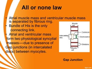 Cvs 2 mechanical properties of cardiac muscle | PPT