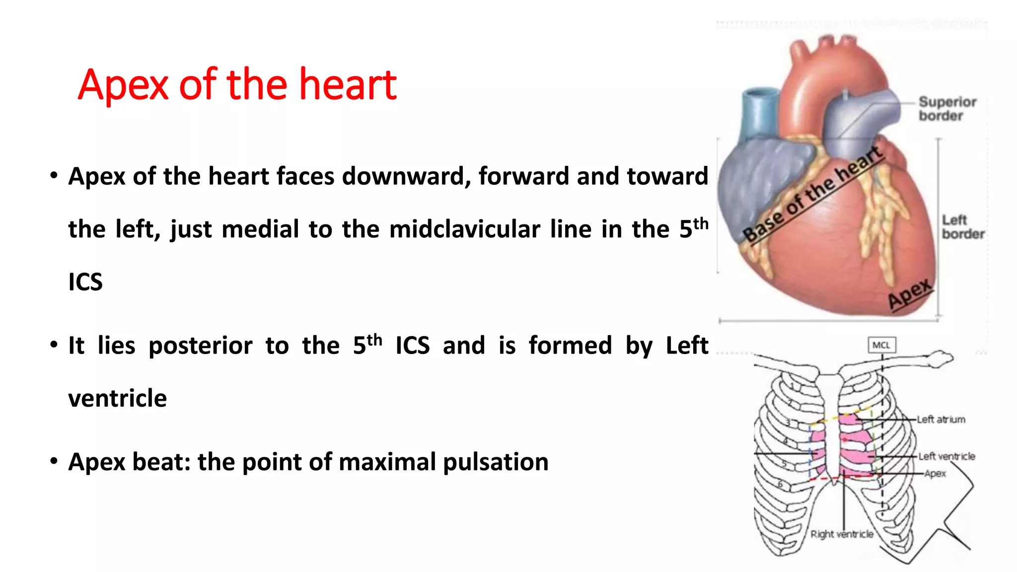 CVS ANATOMY- The Heart.pptx