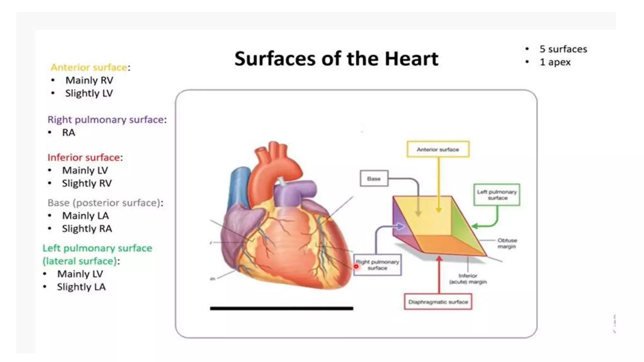 CVS ANATOMY- The Heart.pptx