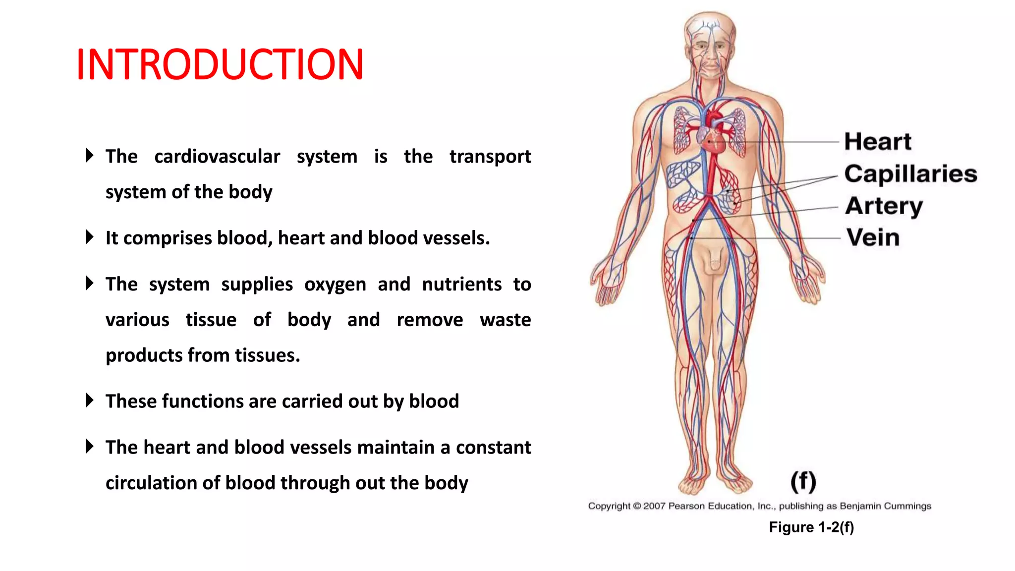 CVS ANATOMY- The Heart.pptx