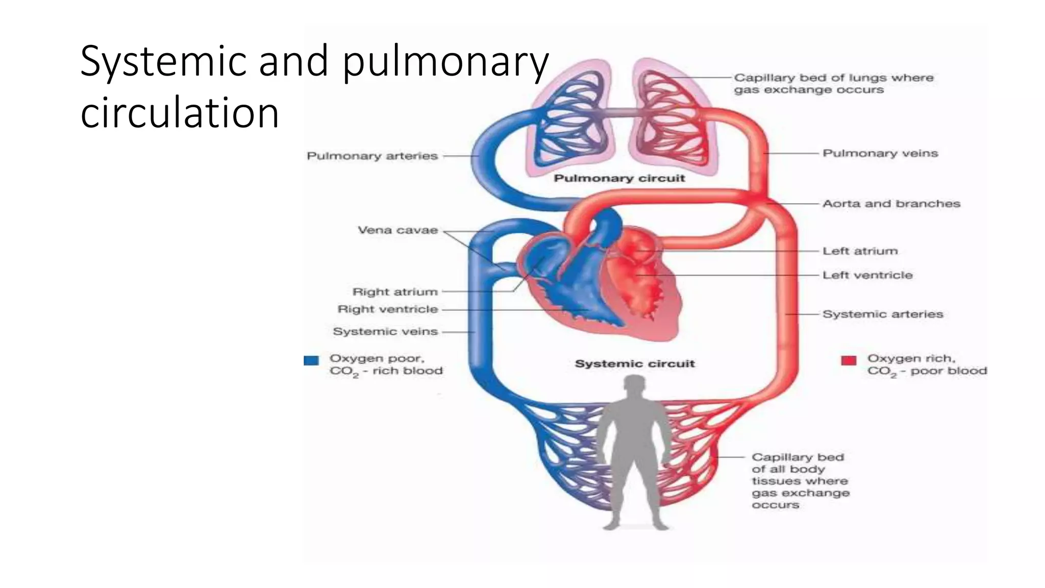 CVS ANATOMY- The Heart.pptx