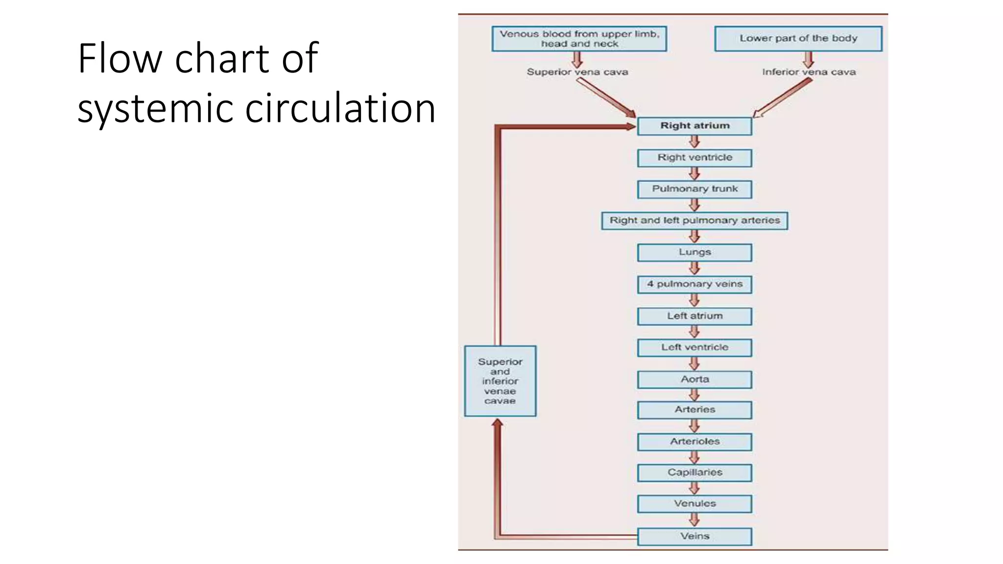 CVS ANATOMY- The Heart.pptx
