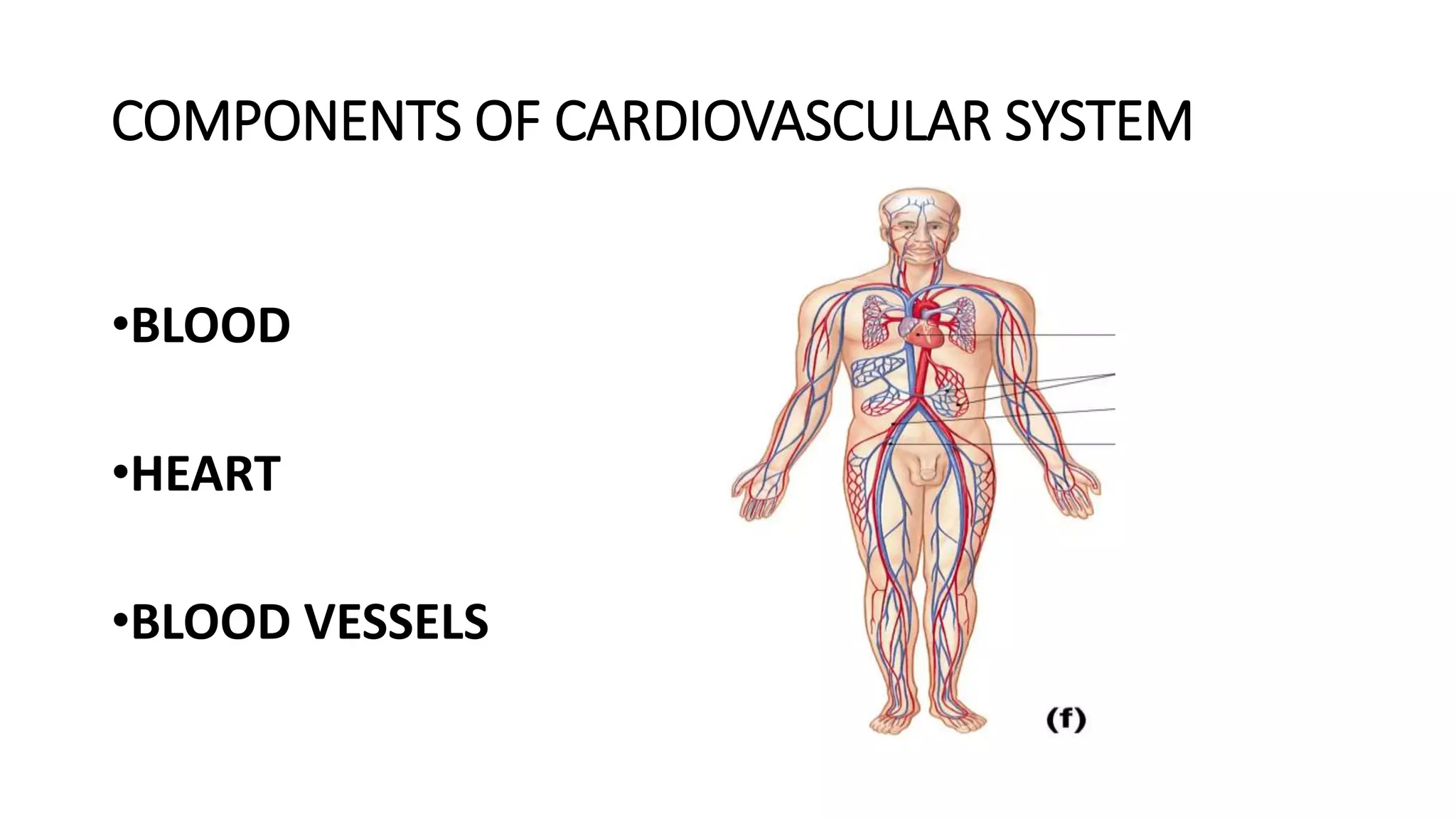 CVS ANATOMY- The Heart.pptx