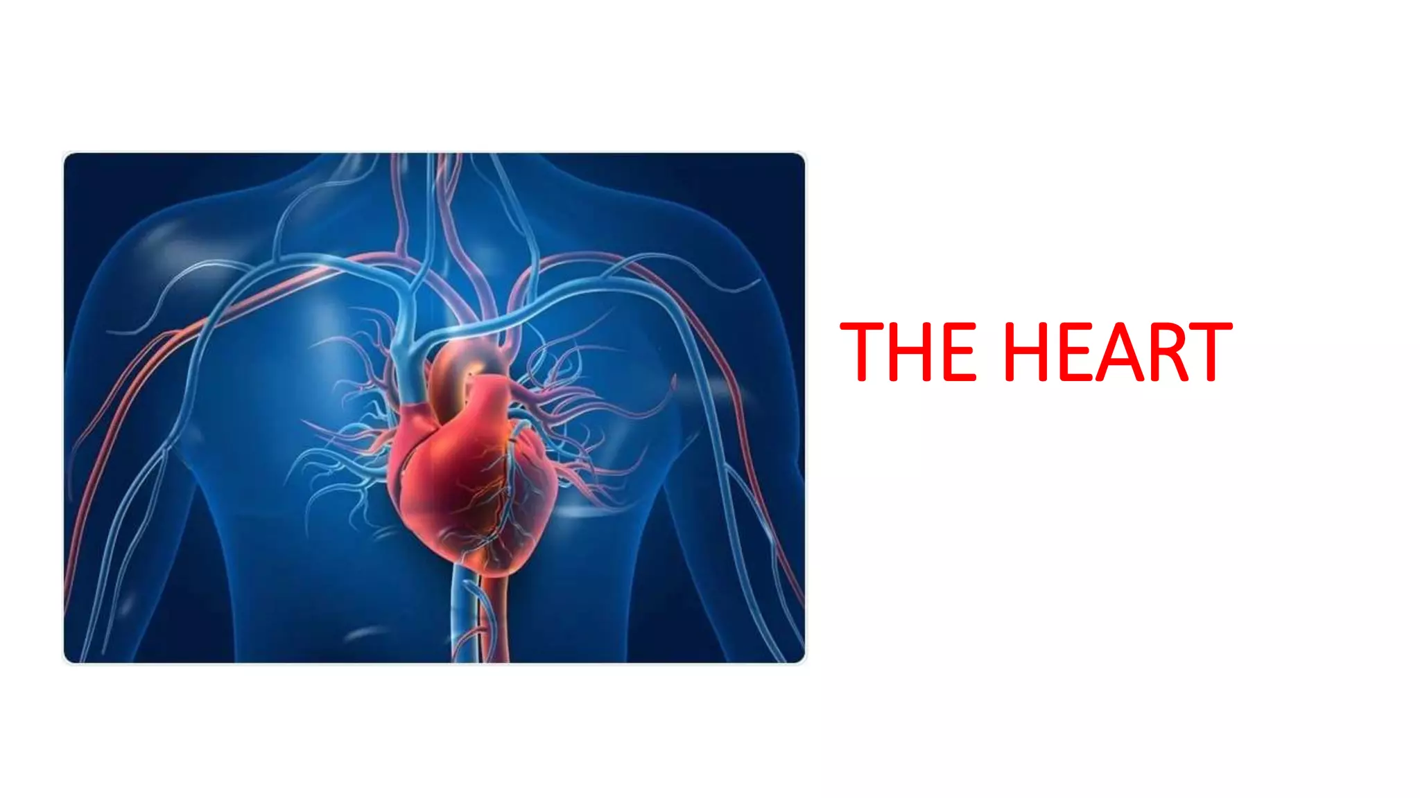 CVS ANATOMY- The Heart.pptx