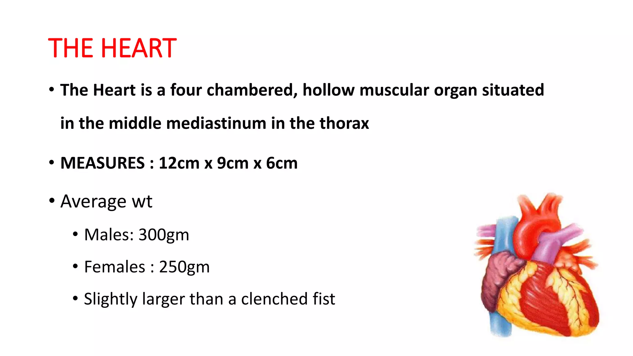 CVS ANATOMY- The Heart.pptx