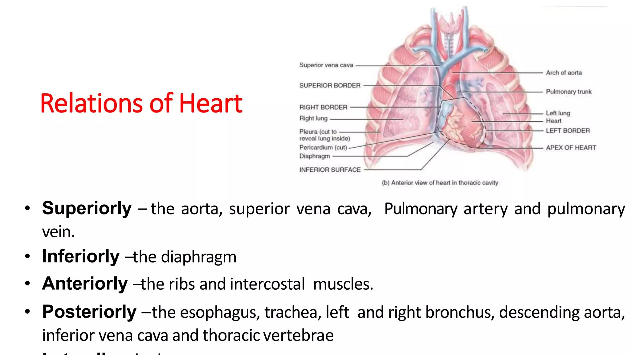 CVS ANATOMY- The Heart.pptx