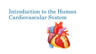 CVS ANATOMY- The Heart.pptx