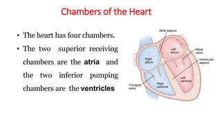 CVS ANATOMY- The Heart.pptx