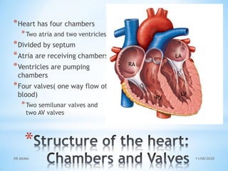 CVS (ANATOMY OF THE HEART) (1).pdf