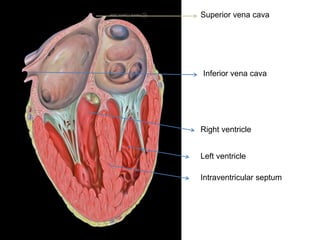 Unit VIII: The Cardiovascular System AP | PPT