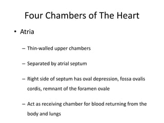 Unit VIII: The Cardiovascular System AP | PPT