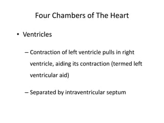 Unit VIII: The Cardiovascular System AP | PPT