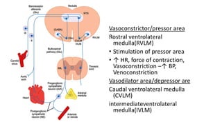 CARDIOVASCULAR SYSTEMS HEARTBLOOD SUPPLY | PPTX