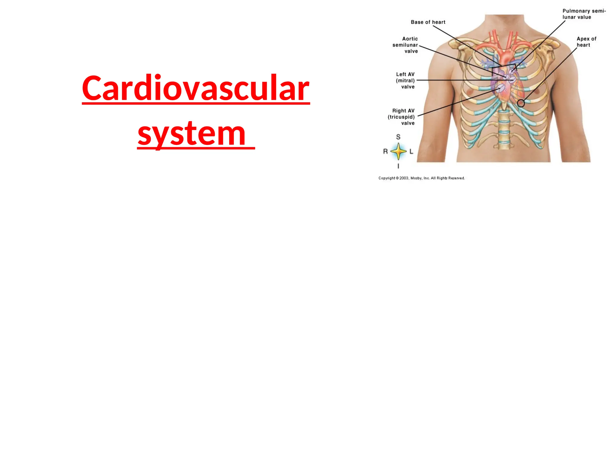 (CVS) Cardiovascular System.ppt by Sd Ñargis fatima | PDF