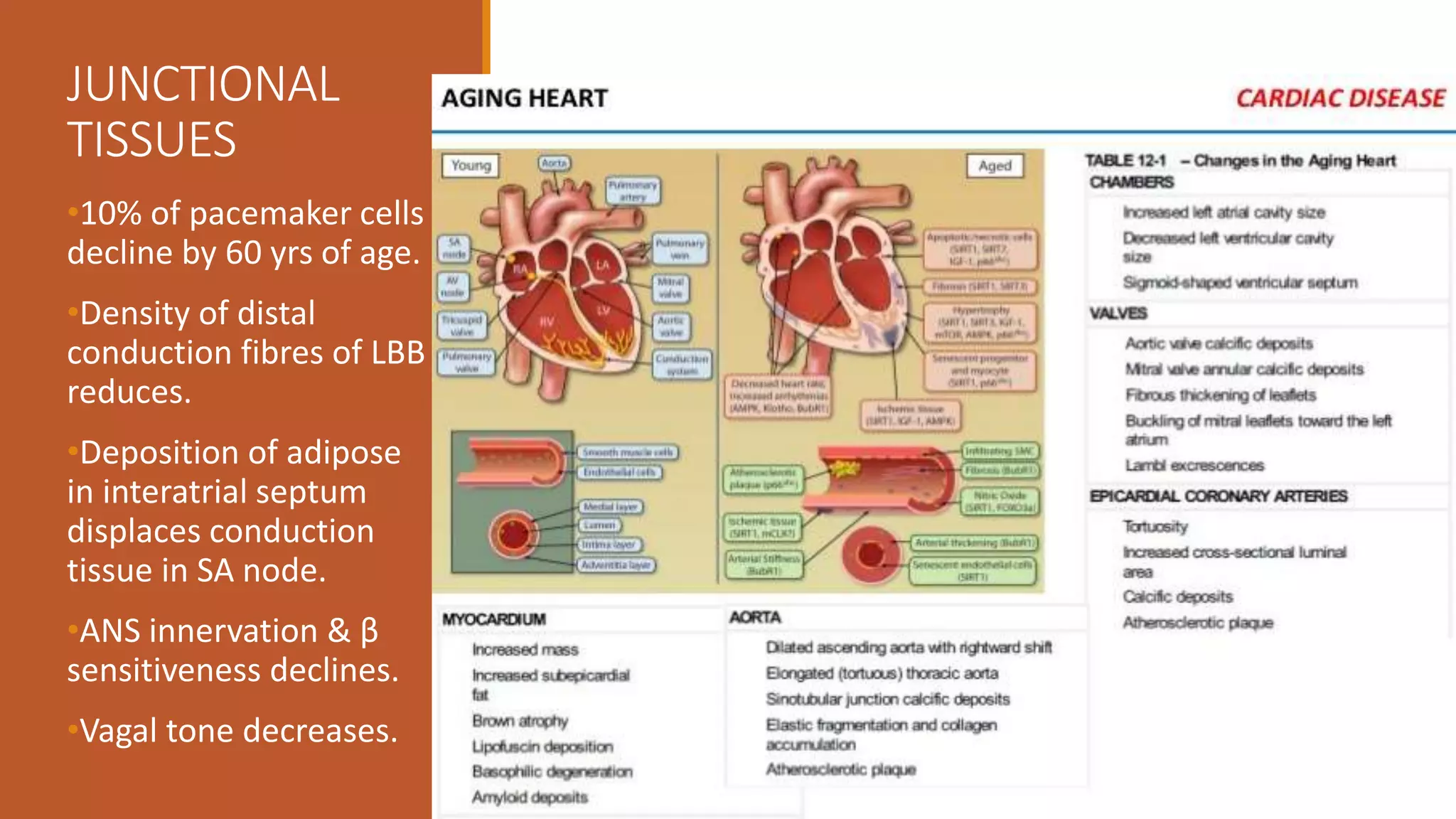 Age Related Changes in Cardiovascular System | PPTX