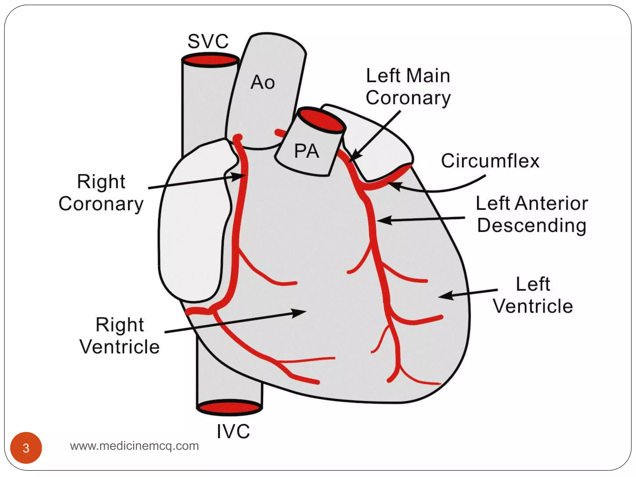 Coronary Circulation | PPTX