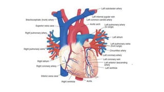 CVS DISORDERS LECTURE 1.pptx