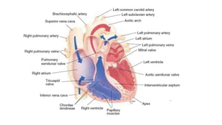 CVS DISORDERS LECTURE 1.pptx