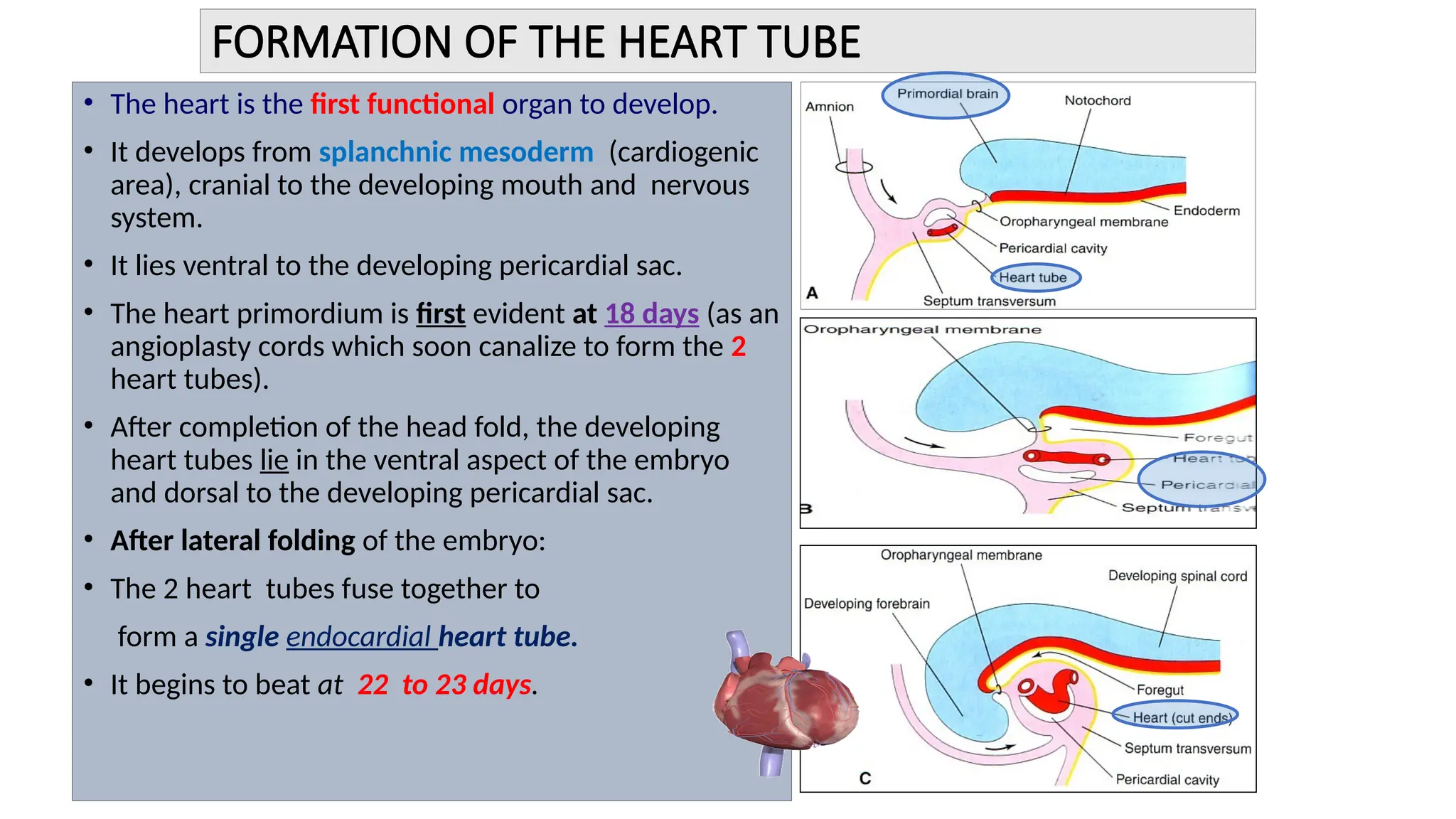 cardiovascular system embryology ppt pptx | PPTX
