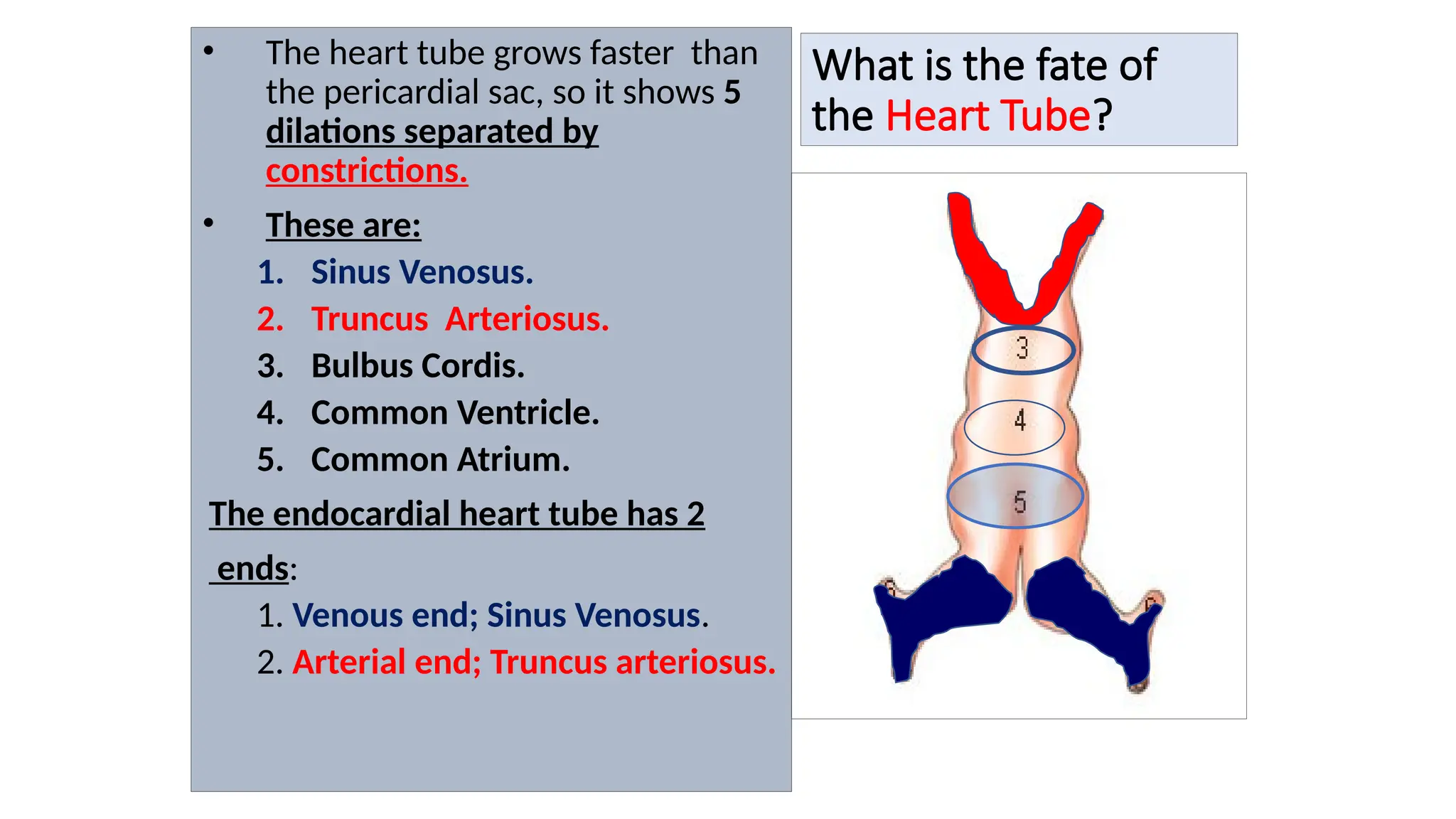 cardiovascular system embryology ppt pptx | PPTX