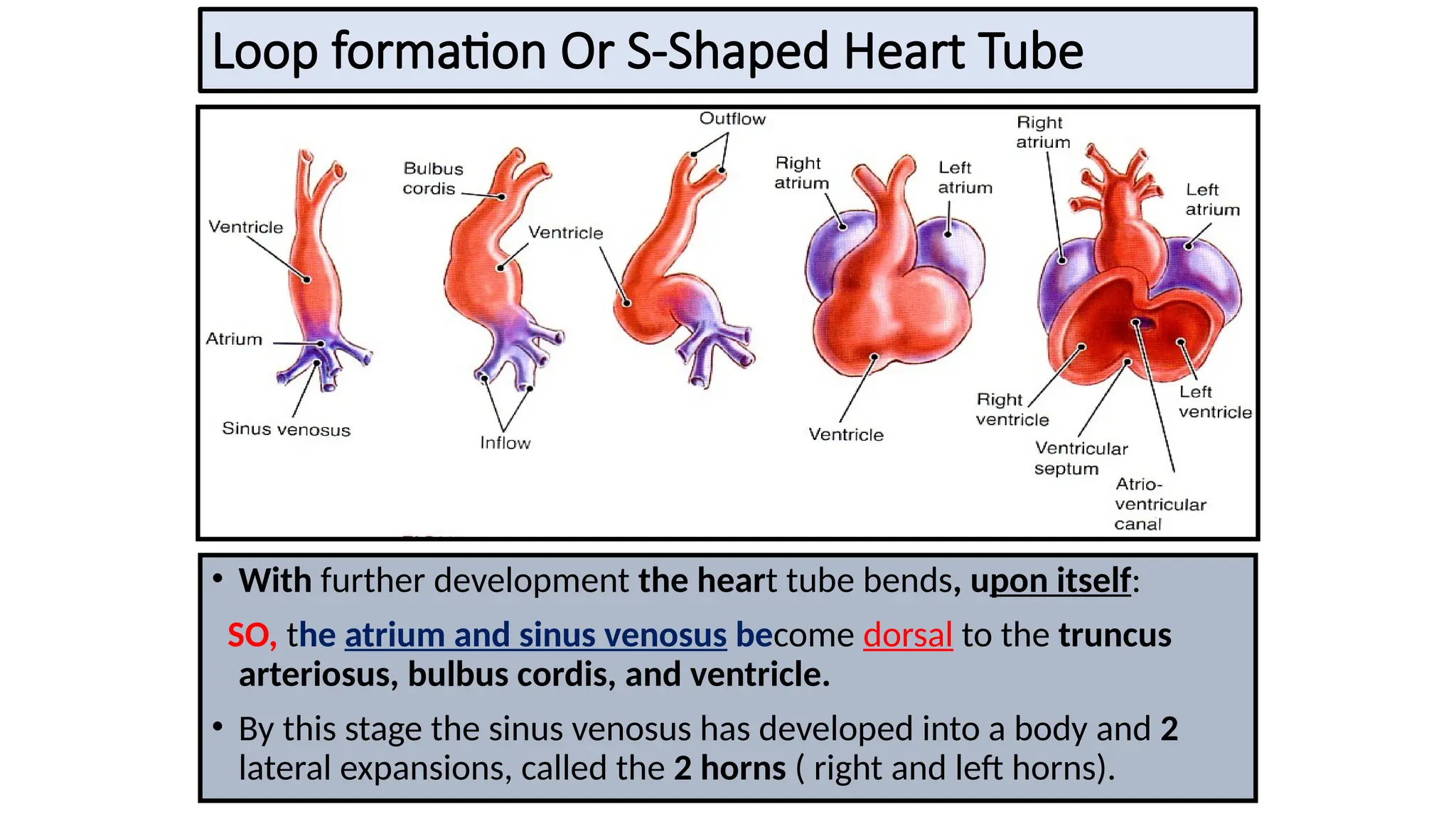 cardiovascular system embryology ppt pptx | PPTX