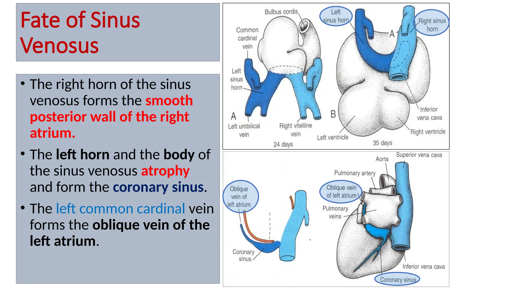 cardiovascular system embryology ppt pptx | PPTX