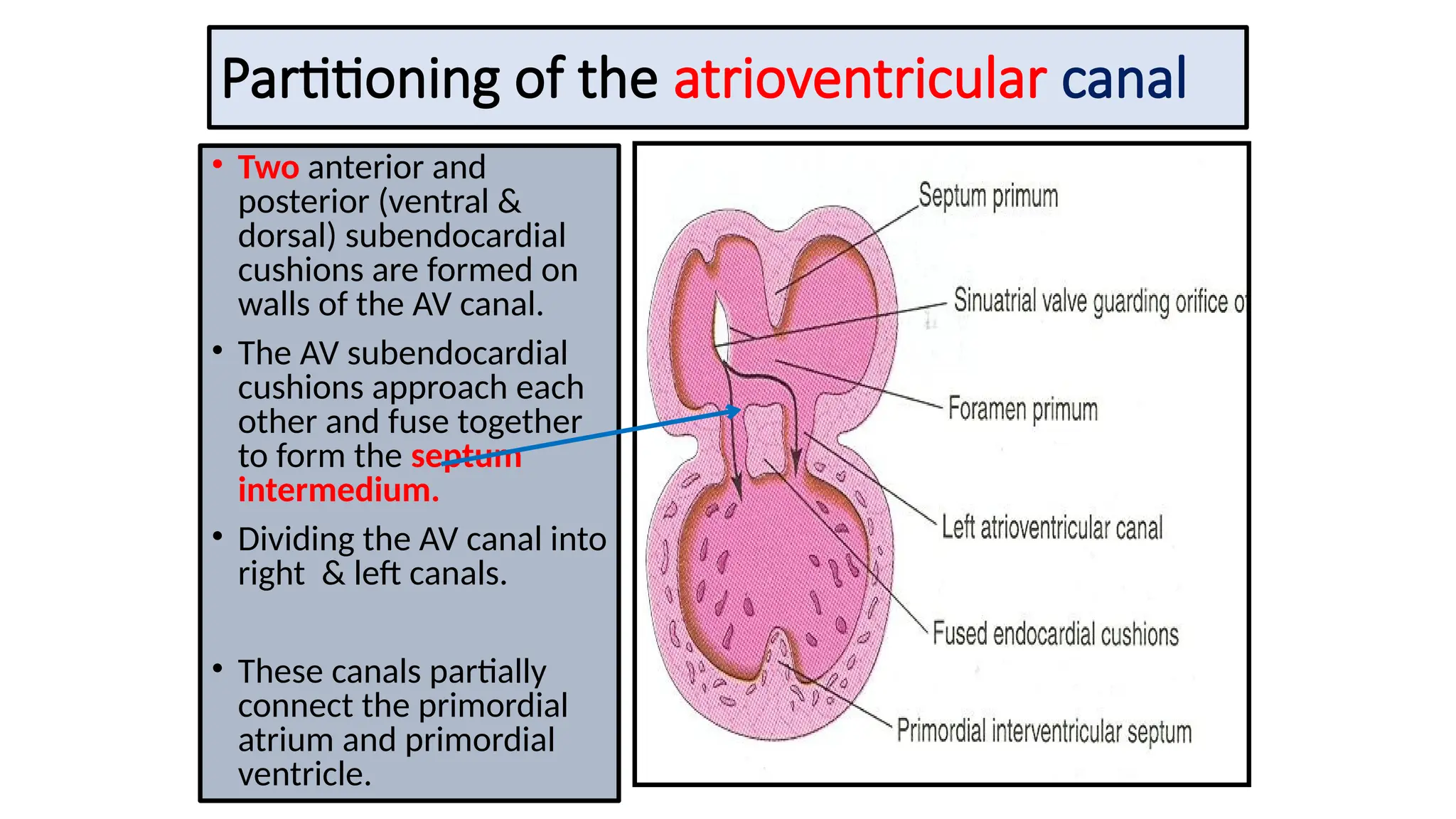 cardiovascular system embryology ppt pptx | PPTX