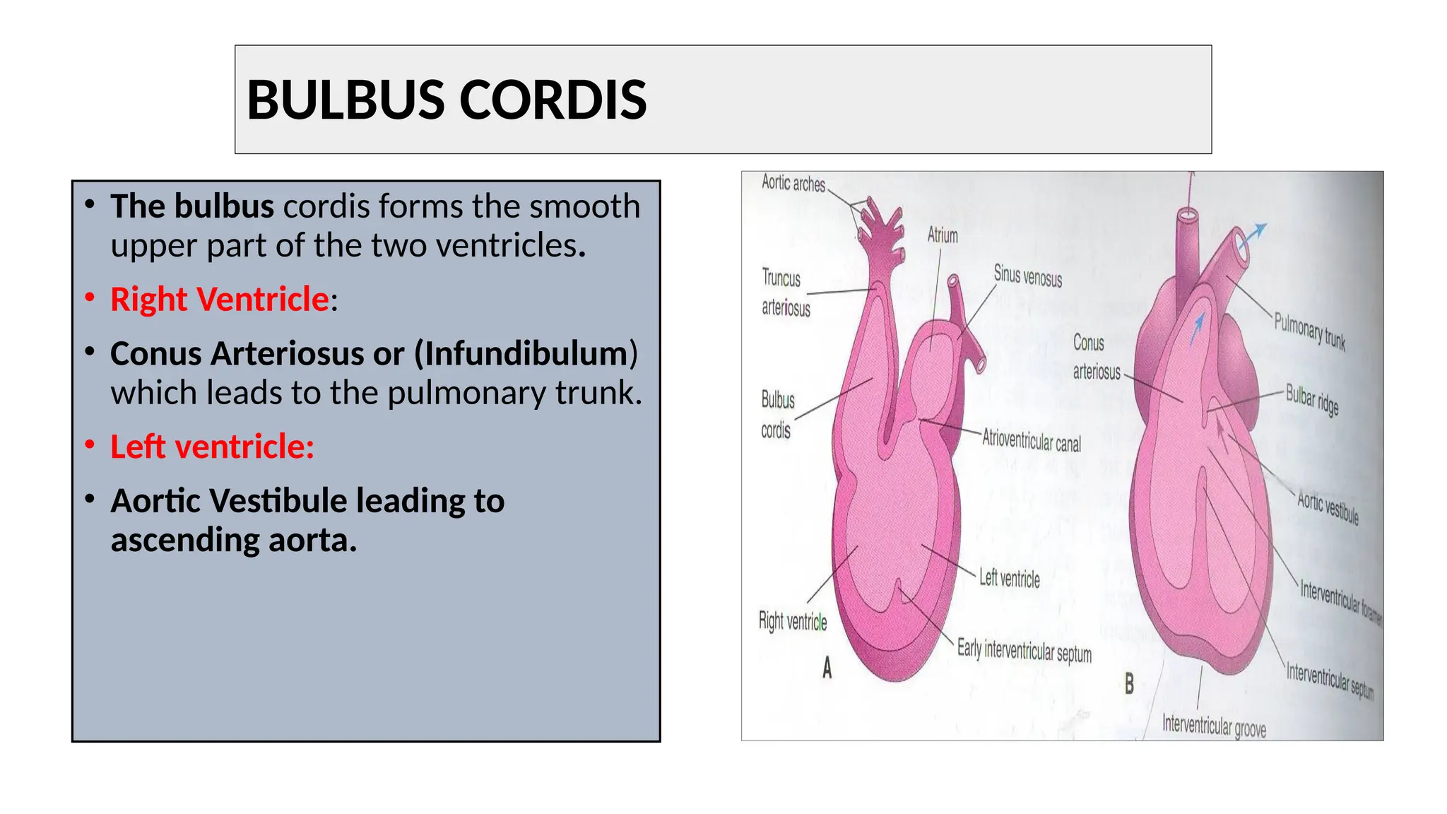 cardiovascular system embryology ppt pptx | PPTX
